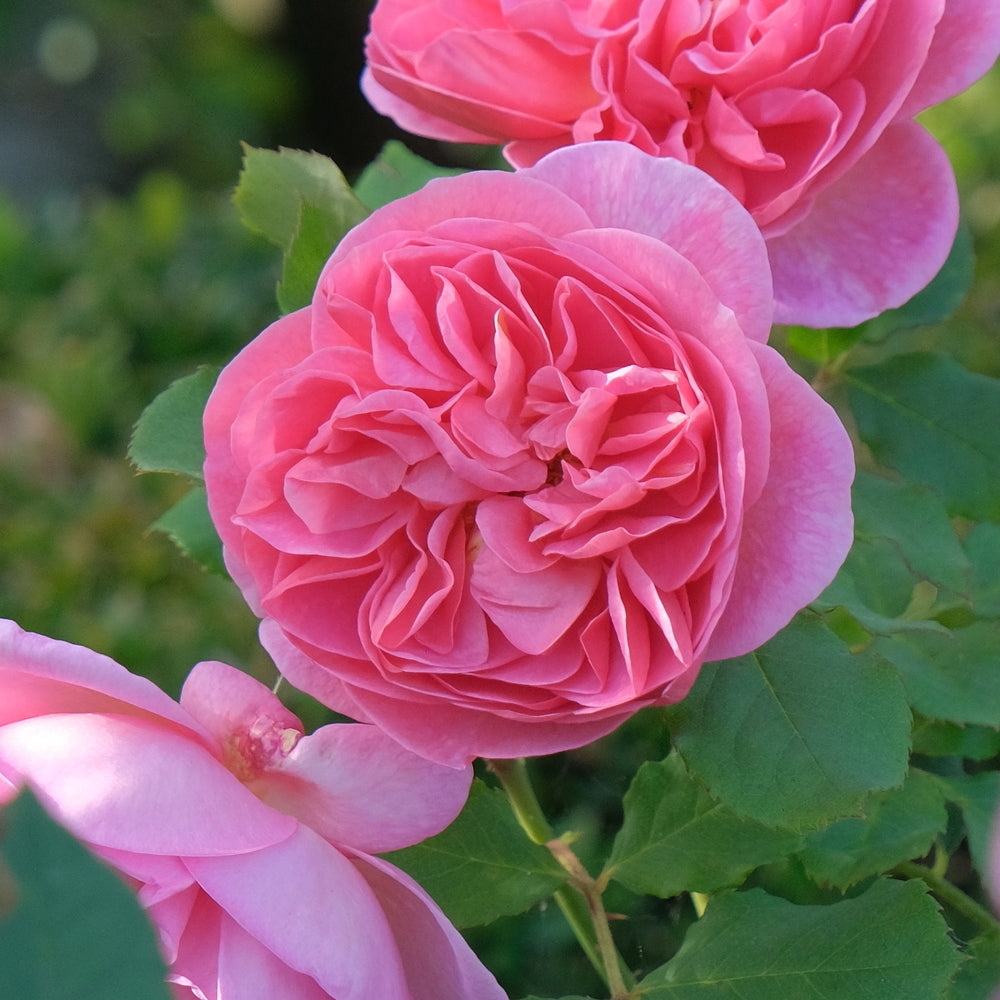 Roses to Welcome Pollinators into the Garden | David Austin