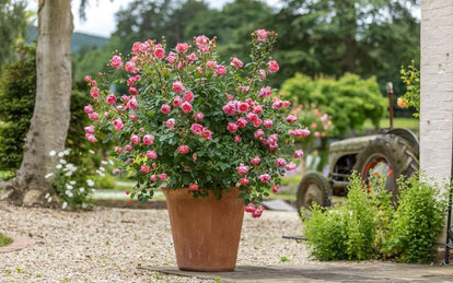 English Roses Fit for a King: Honouring Trooping the Colour and His Ma