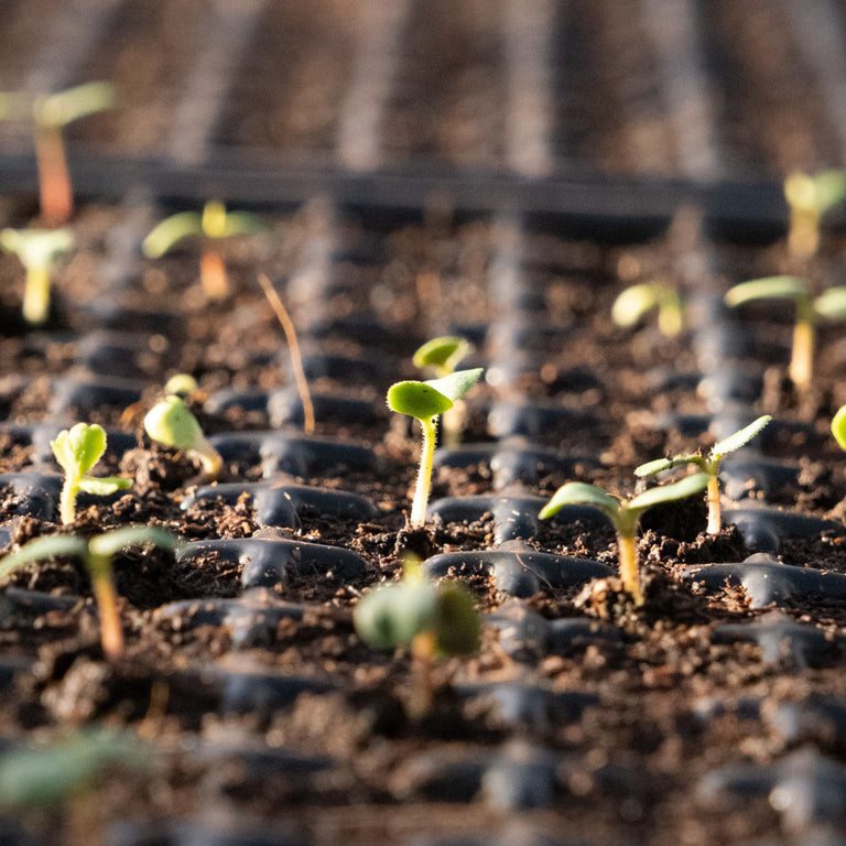 Twelve Years in the Making: Breeding an English Rose