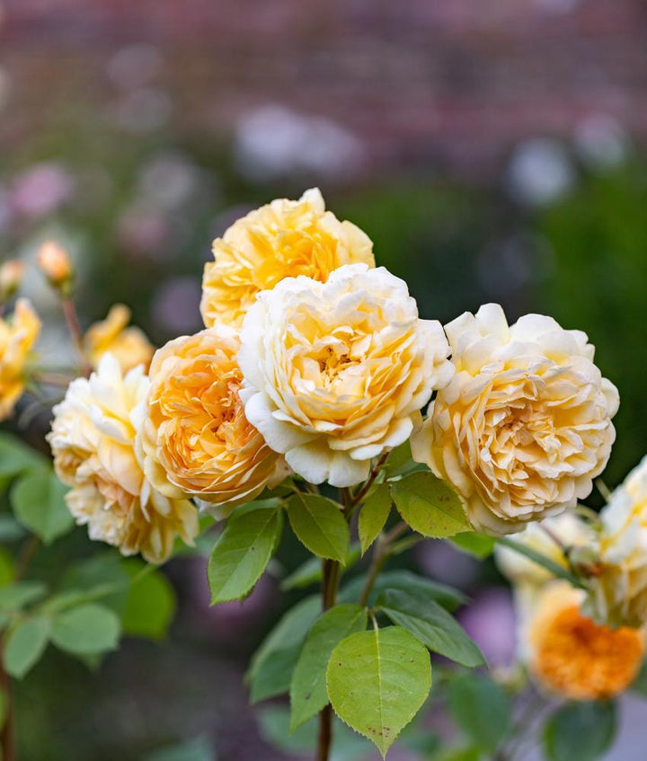 David Austin Roses - Bare root roses, Container roses, English Roses