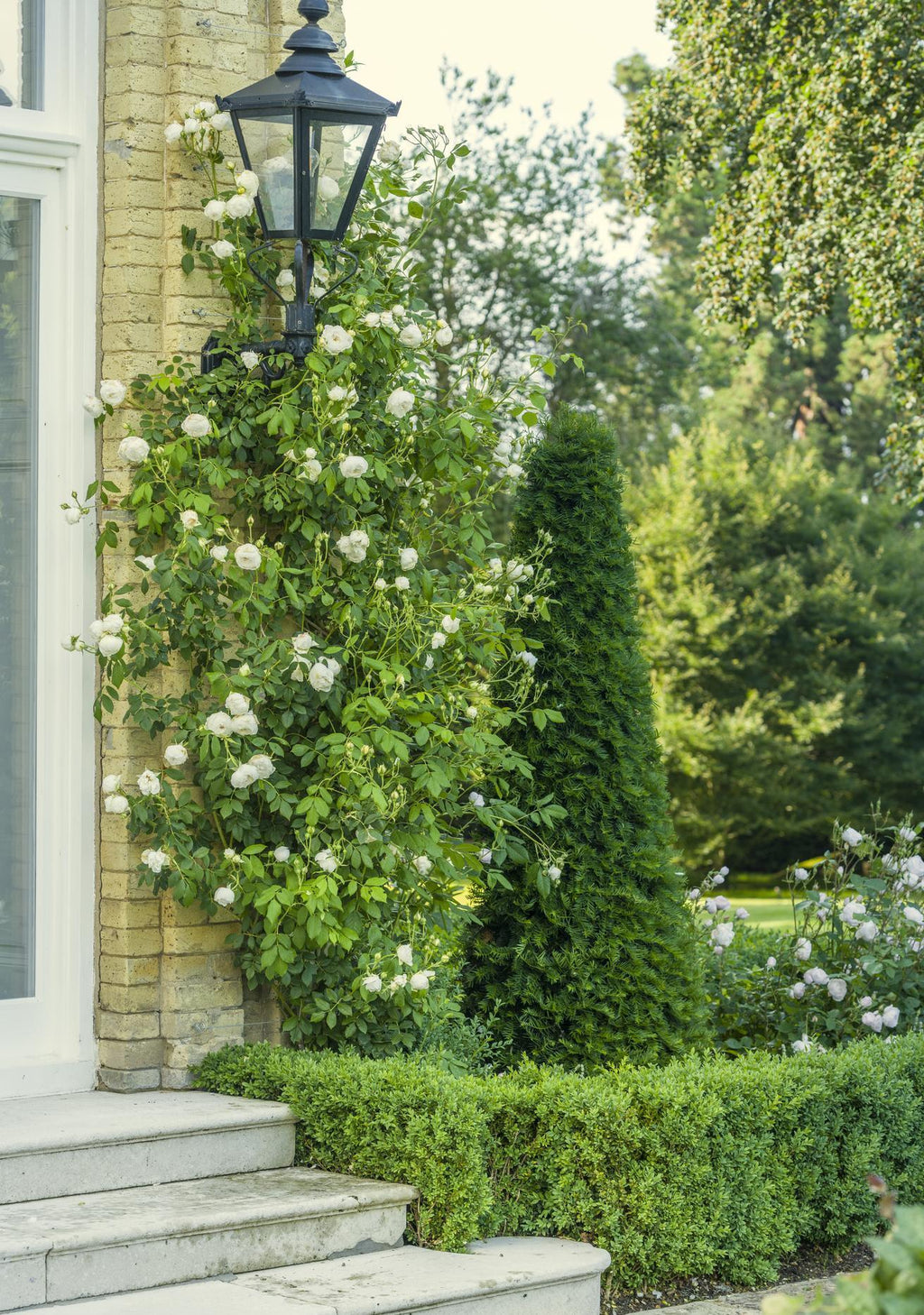 Roses in the Shadow: English Roses for Shaded Spots | David Austin