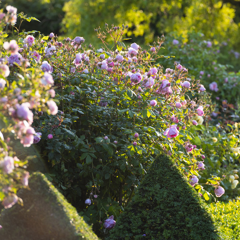 Once-Flowering Roses: A Guide to Pruning | David Austin