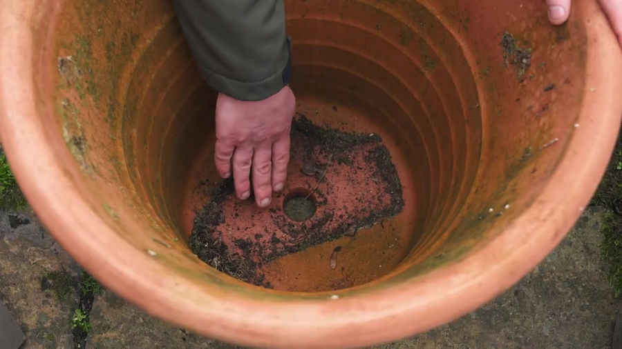 How to Plant a Bare Root Rose in a Pot