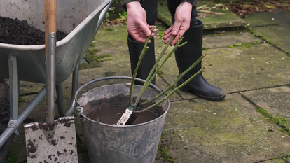 How to Plant a Bare Root Rose in a Pot