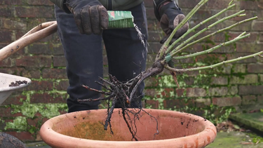 How to Plant a Bare Root Rose in a Pot