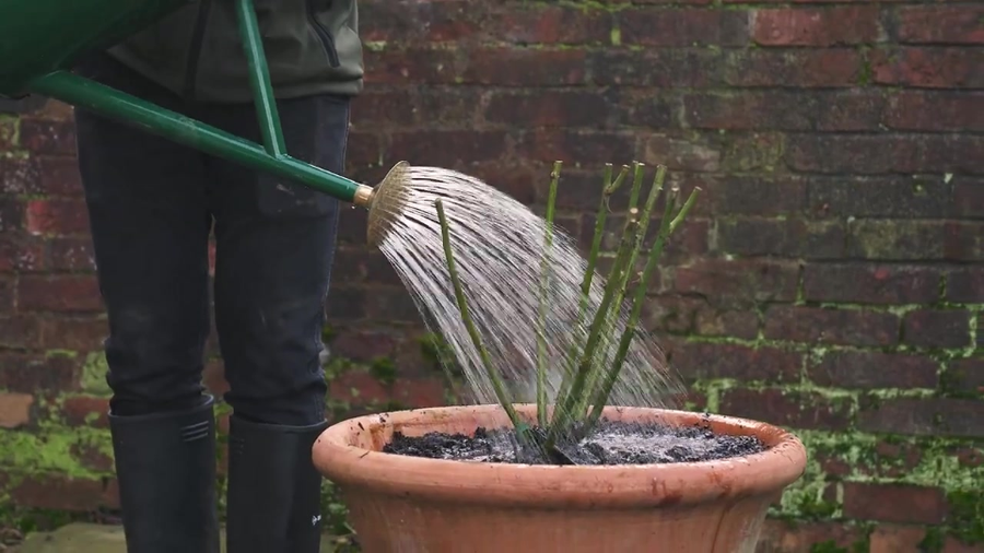 How to plant a potted climbing rose in a pot