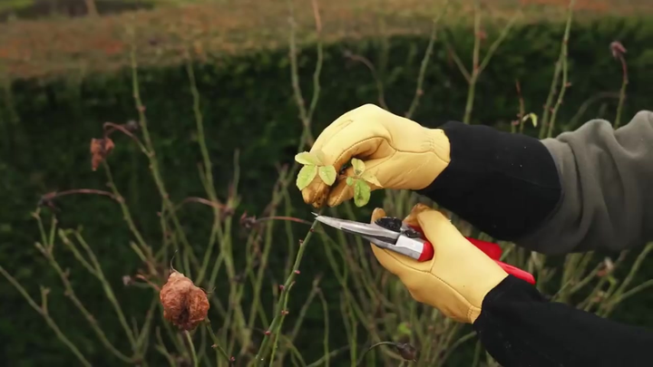 The Joy of Growing Roses: The Basics for Beginners