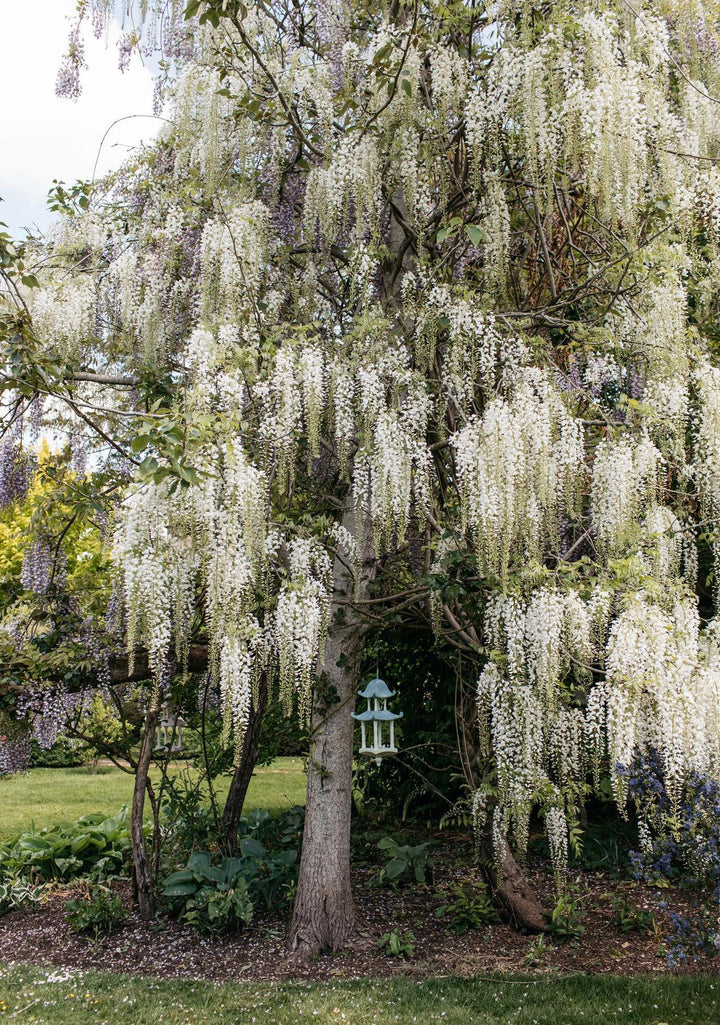 Highgrove Gardens: A Garden with Purpose and Poise | David Austin