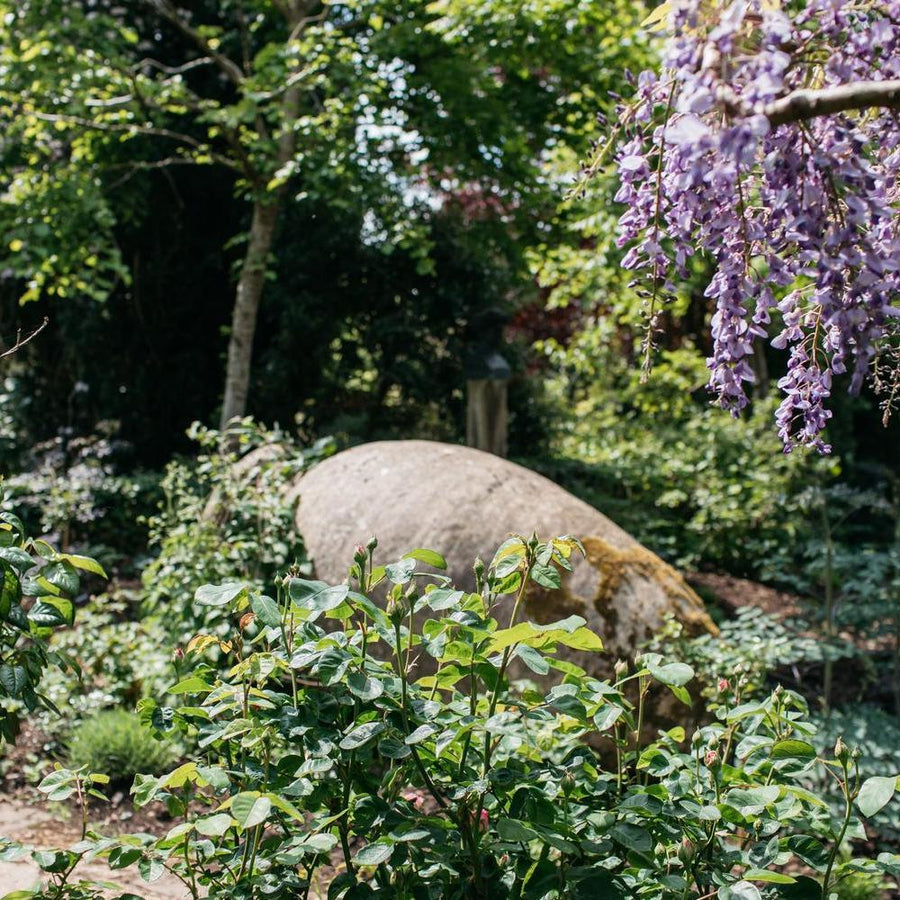 Highgrove Gardens: A Garden with Purpose and Poise | David Austin