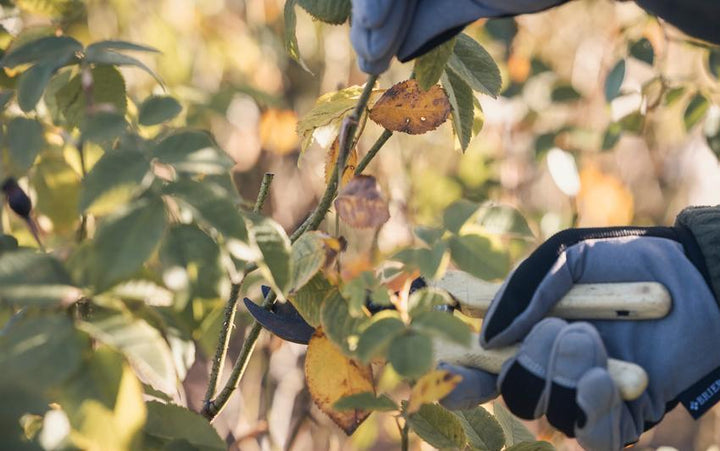 Shaping and Pruning Roses to Flower from Base to Tip | David Austin