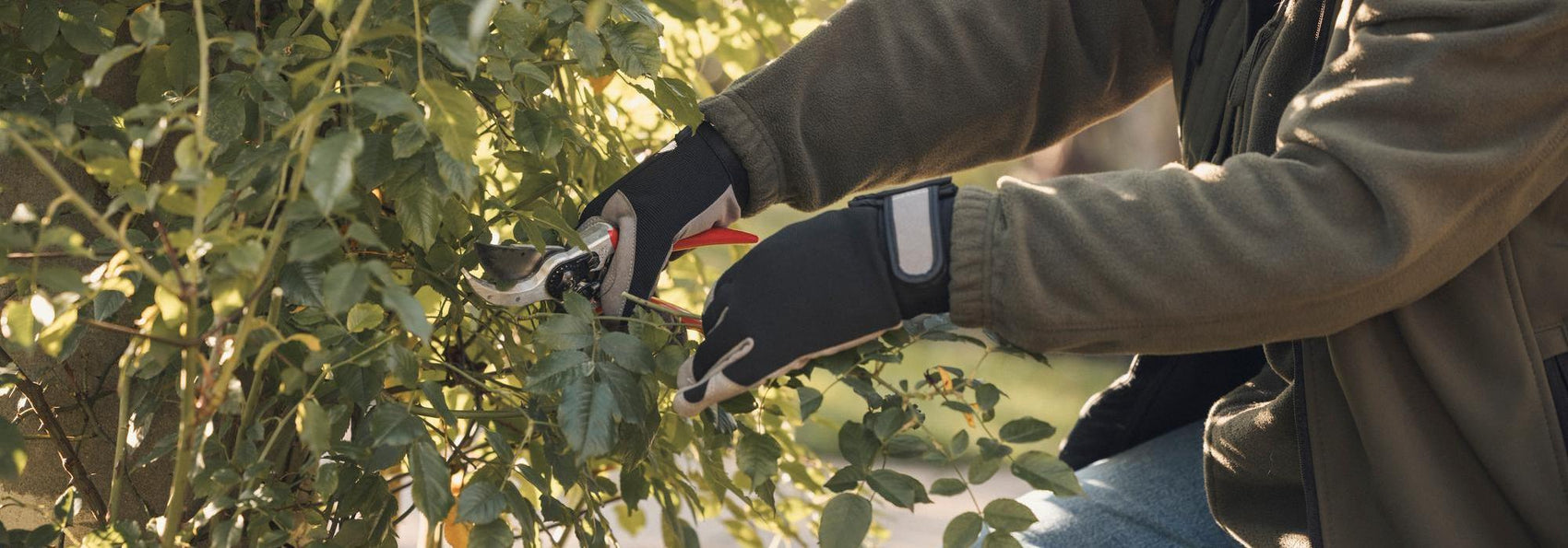 Shaping and Pruning Roses to Flower from Base to Tip | David Austin