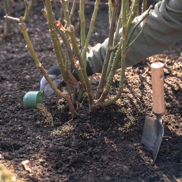 Using the Right Feed for Your English Roses | David Austin