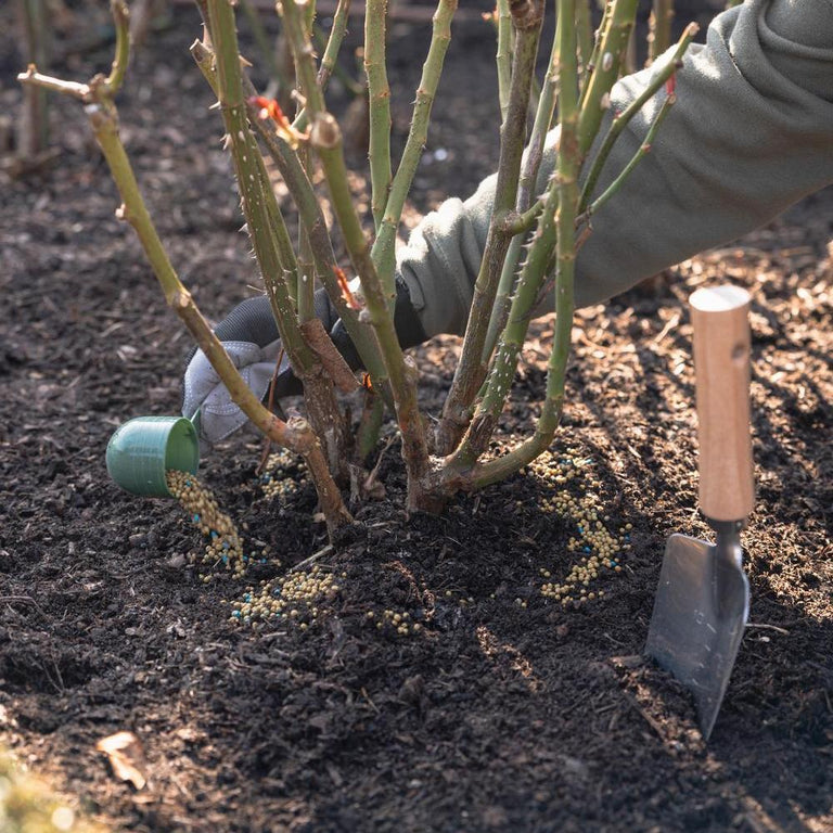 Using the Right Feed for Your English Roses | David Austin