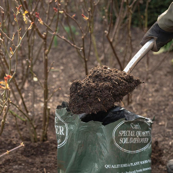 Mulching Roses in Spring | David Austin