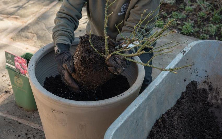 Planting Potted Shrub Roses in a Pot: Step-by-Step | David Austin