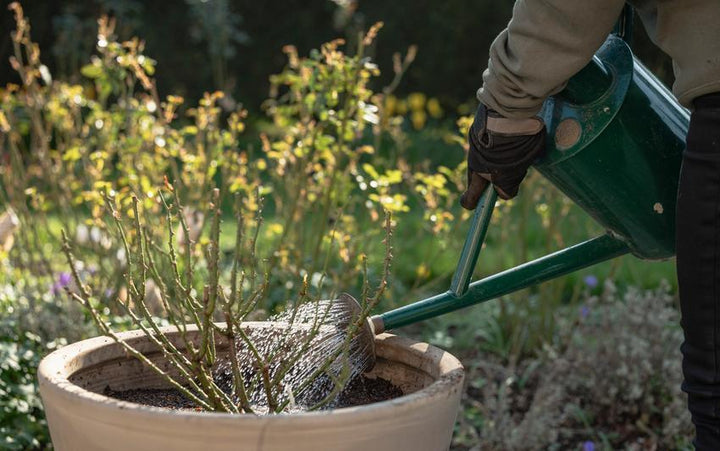 Planting Potted Shrub Roses in a Pot: Step-by-Step | David Austin