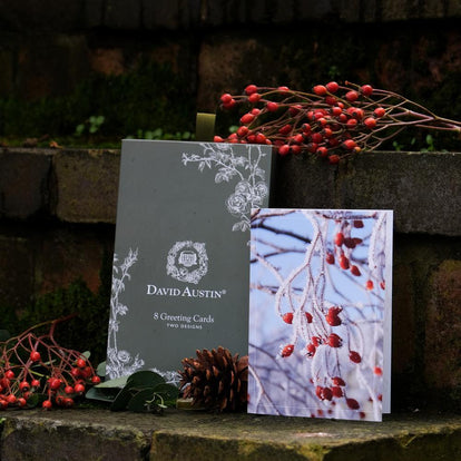 David Austin Wedding Roses - Luxury Cut Roses