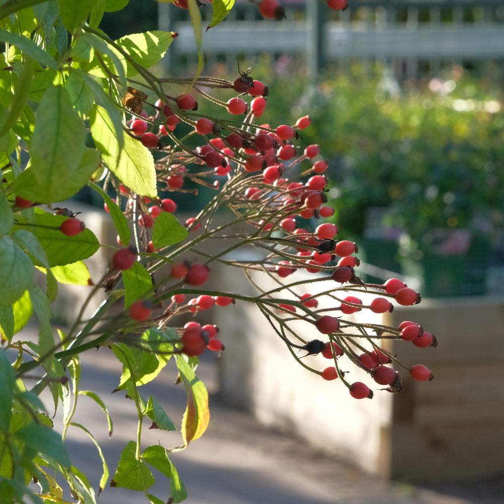 Rambling Roses - David Austin Roses