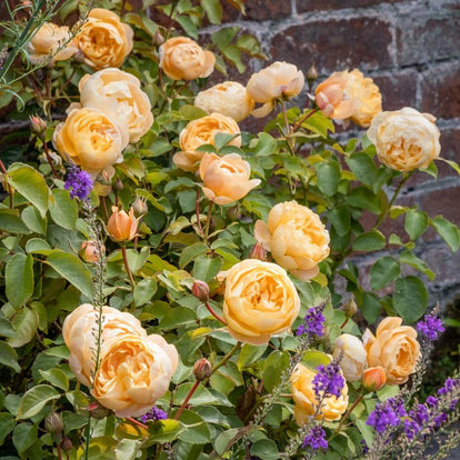 Princess Anne | English Shrub Rose | David Austin Roses