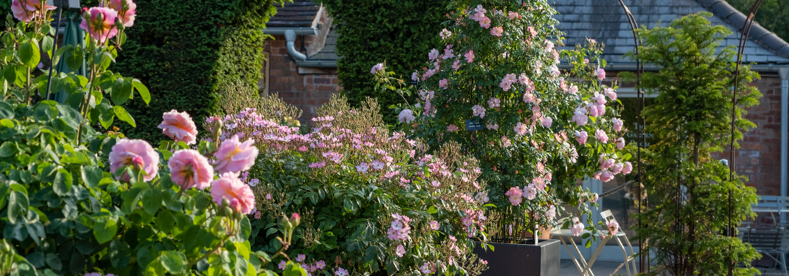 The Joy of Growing Roses: The Basics for Beginners