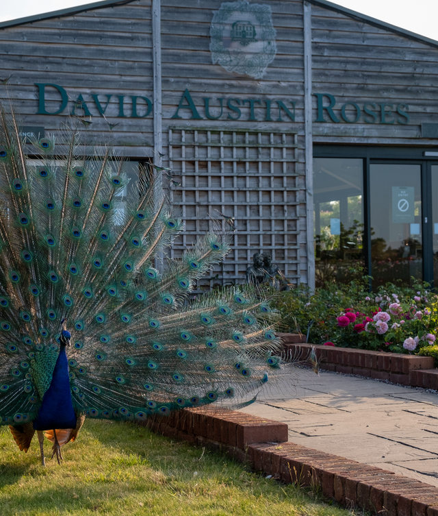 Plant Centre and Gardens