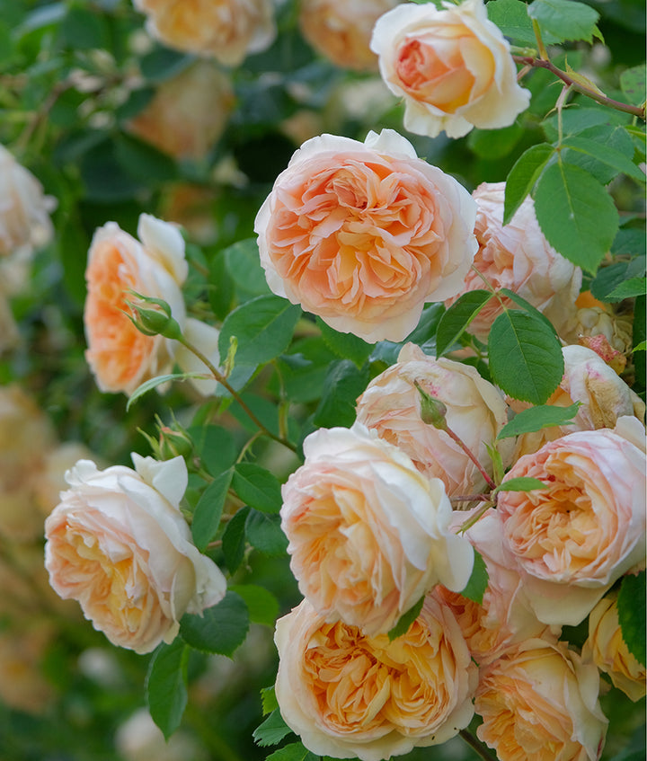David Austin Roses - Bare root roses, Container roses, English Roses
