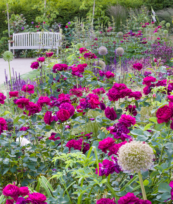 Get to know - Darcey Bussell