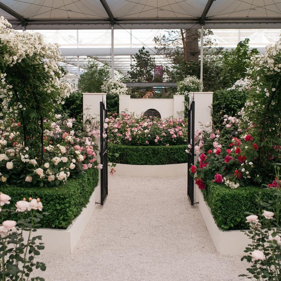 A Look Back at Chelsea 2025: Notes from the garden path