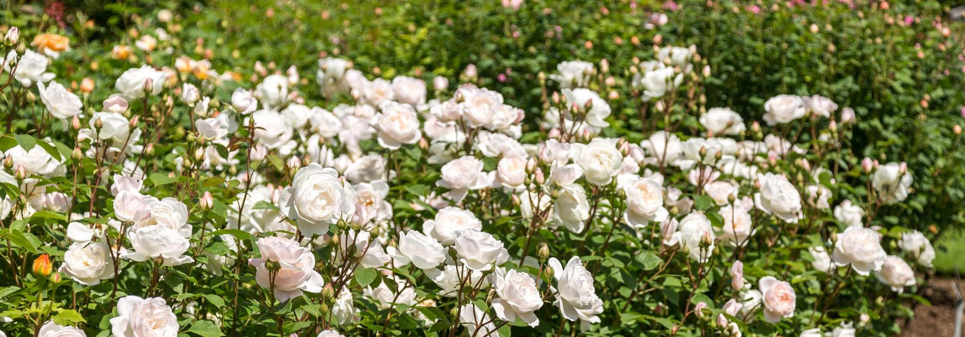 The benefits of planting English roses in threes and fives