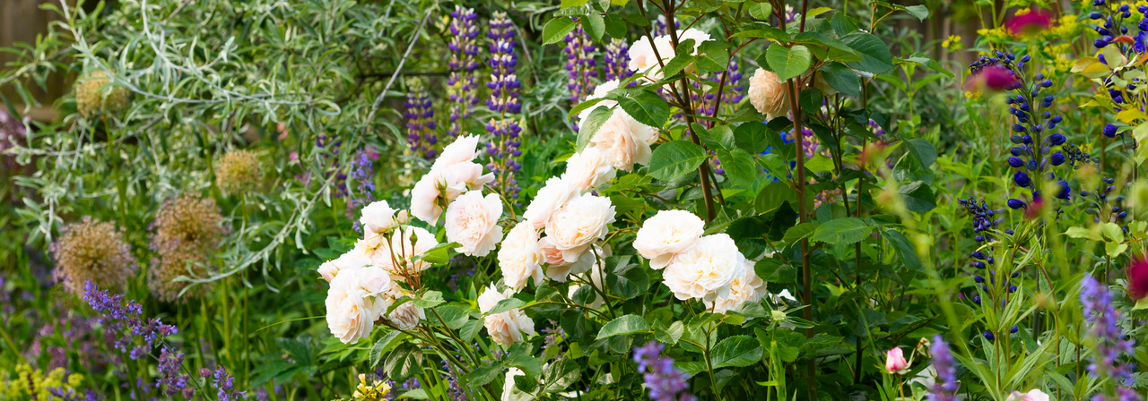 Brighten Shady Spots with Roses