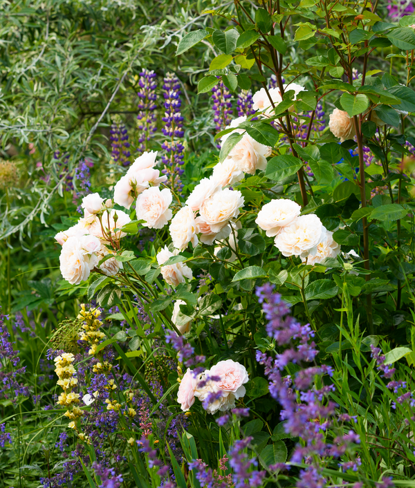 Brighten Shady Spots with Roses
