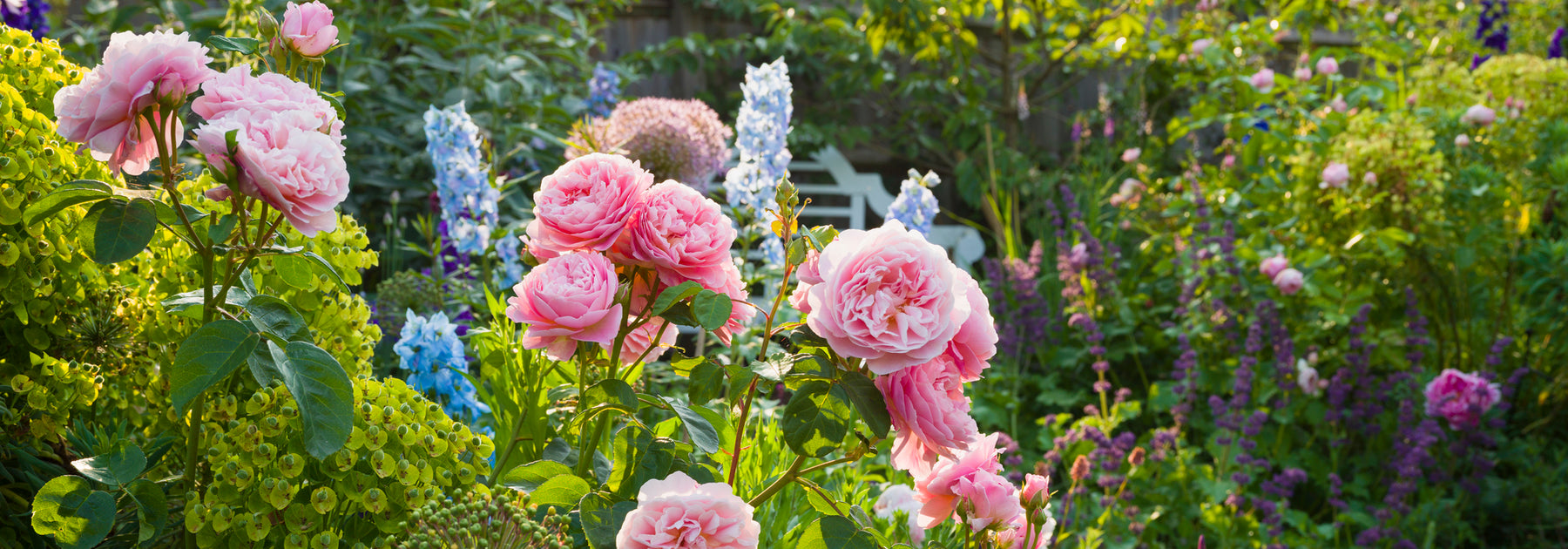 Eustacia Vye (Ausegdon), a rose inspired by Hardy’s heroine