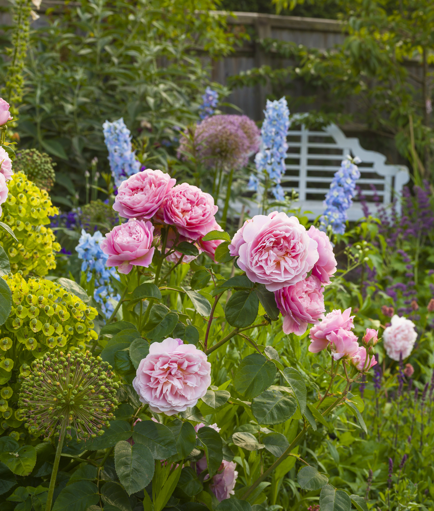 David Austin Roses - Bare root roses, Container roses, English Roses