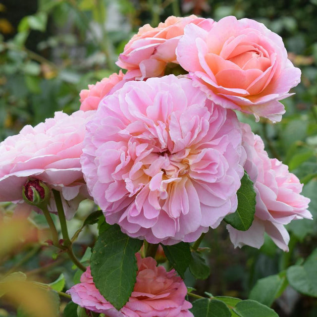 Eustacia Vye (Ausegdon), a rose inspired by Hardy’s heroine