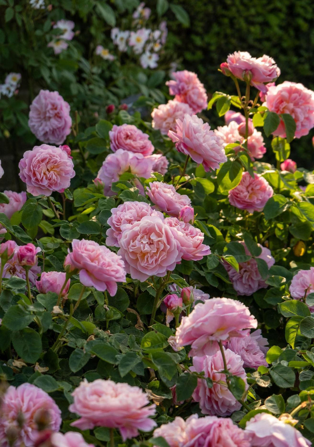 Roses in the Shadow: English Roses for Shaded Spots | David Austin