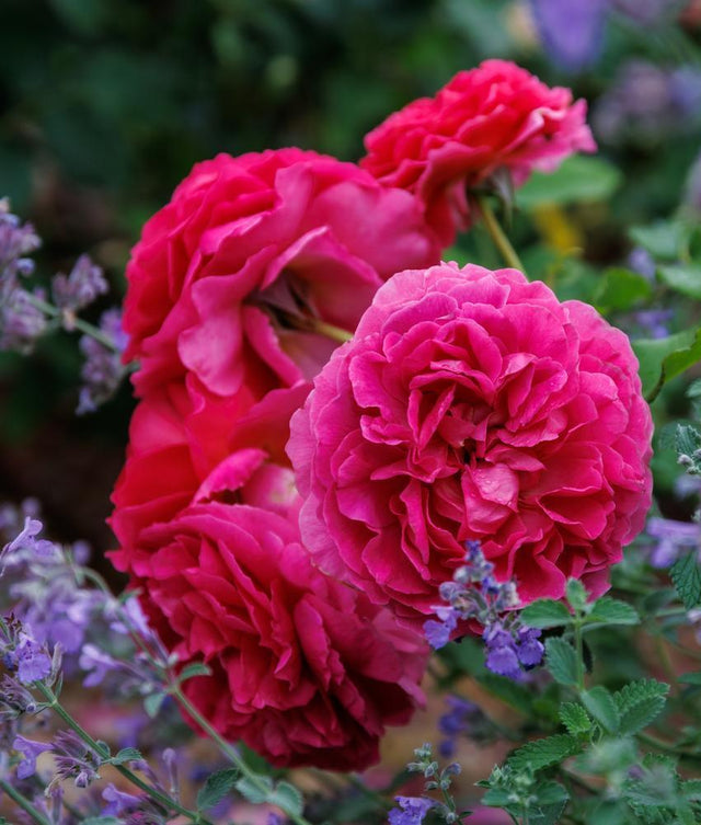 A love letter to roses: Tales of love through the ages