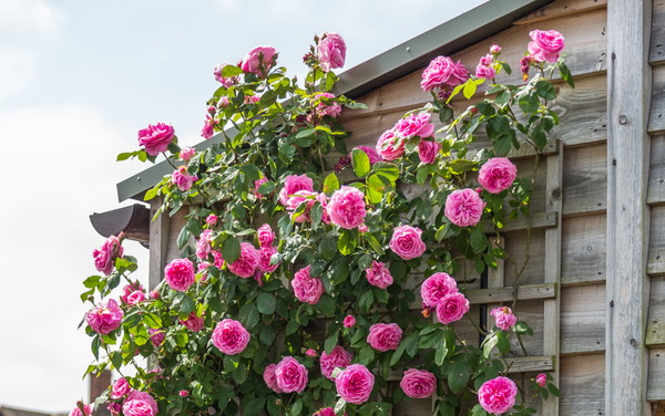 A Guide to Training and Tying in Roses