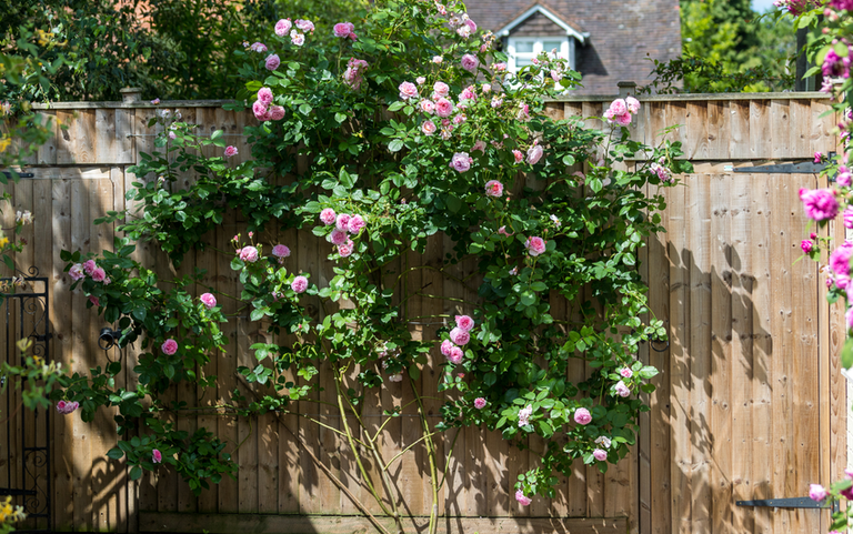 A Guide to Training and Tying in Roses