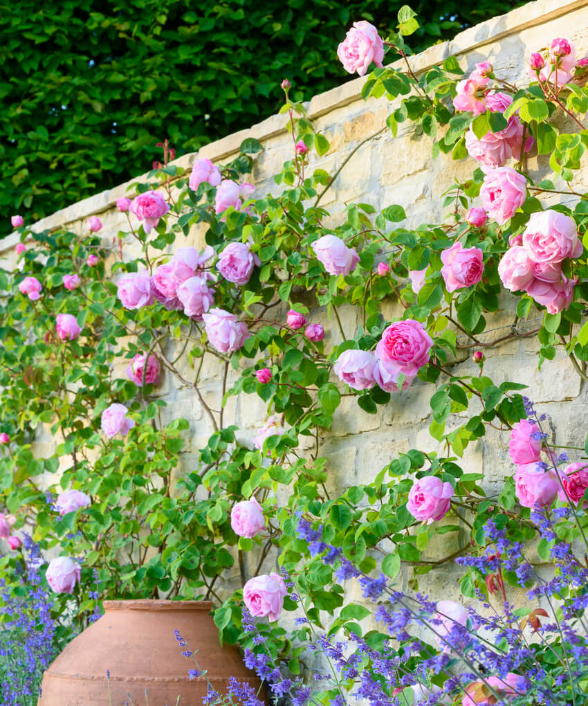 Granada Rose Bush