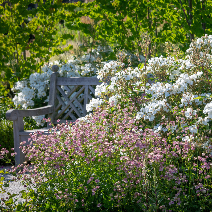 Creating a Dog-Friendly Rose Garden: A Safe and Beautiful Space for Ev