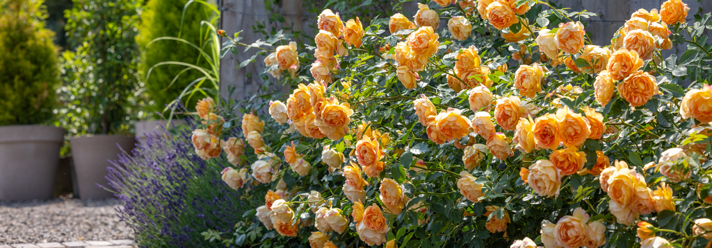David Austin Roses' Literary Collection of English Roses