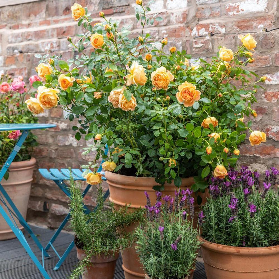 David Austin Roses - Bare root roses, Container roses, English Roses