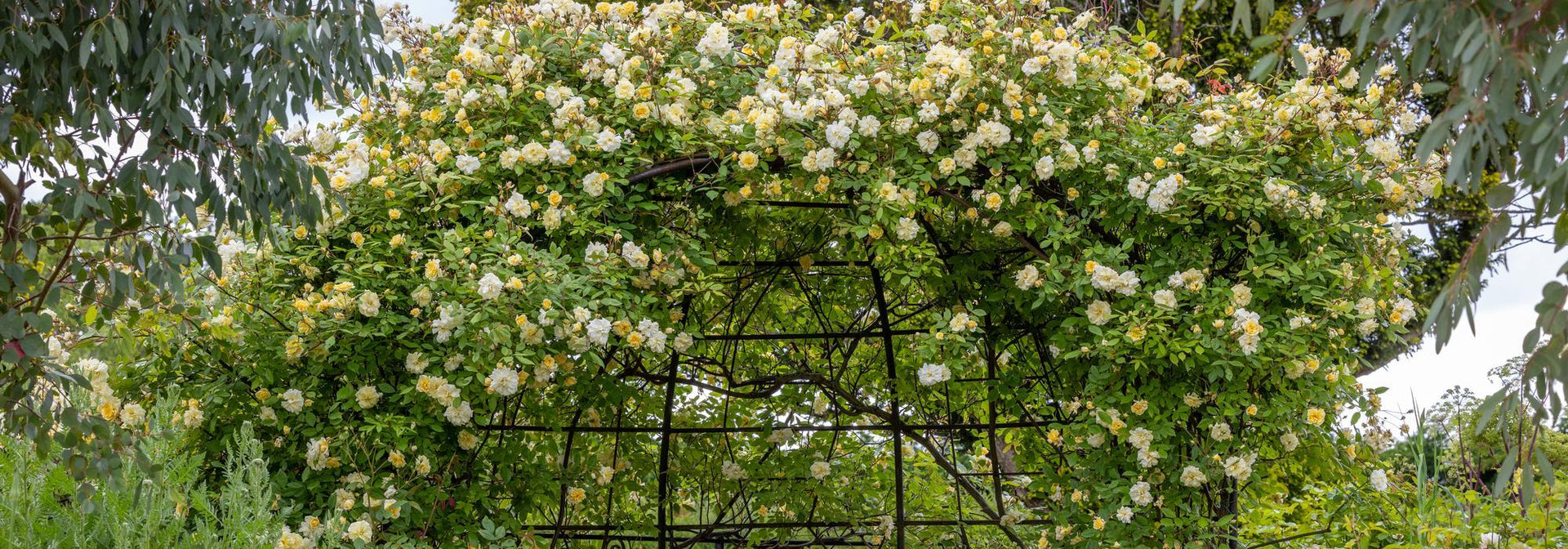 Plant Roses on Large Structures