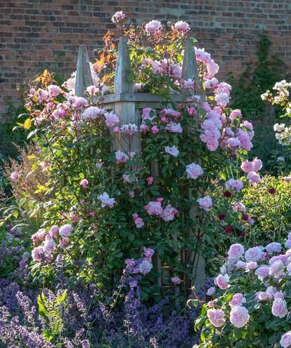 David Austin Roses - Bare root roses, Container roses, English Roses