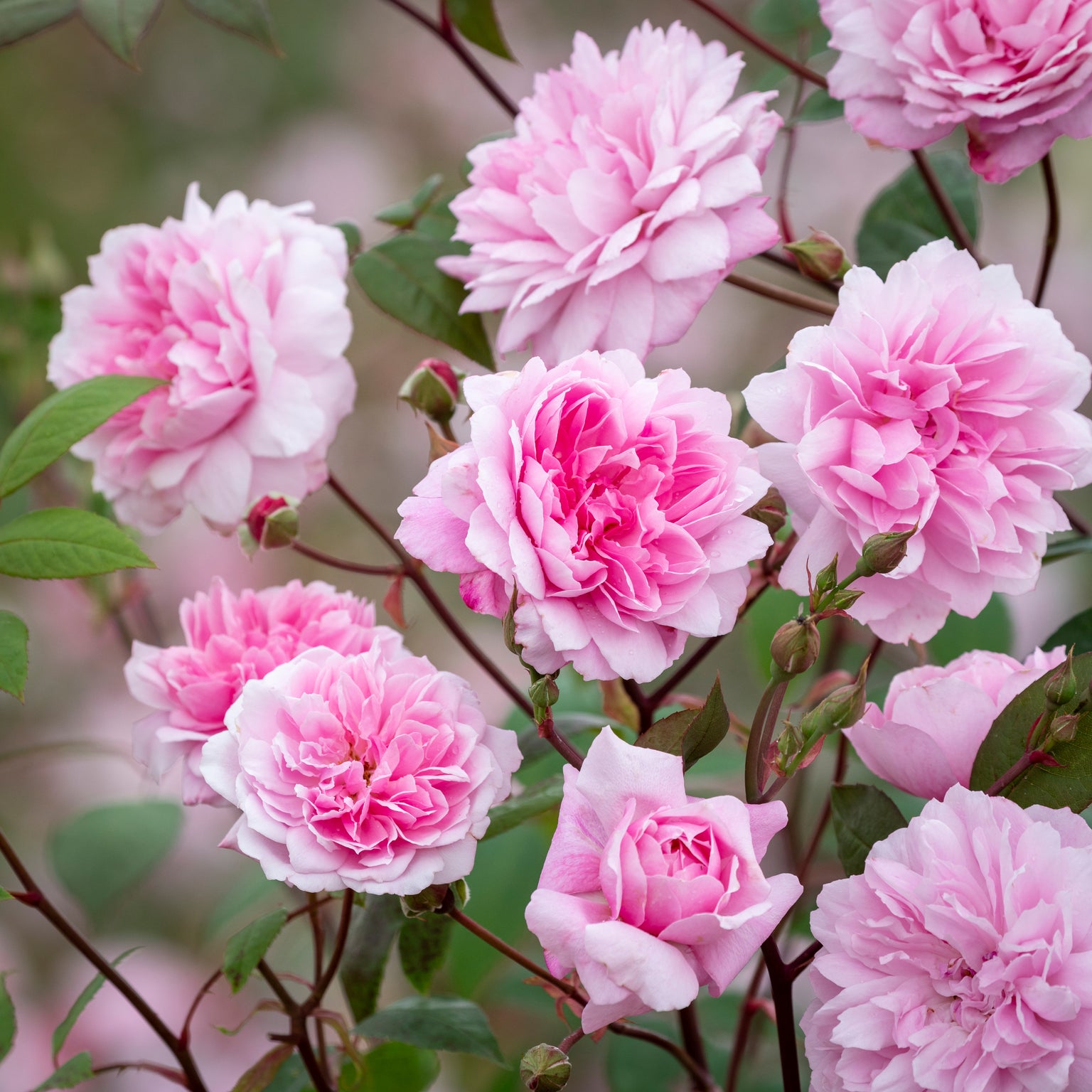A Guide to Growing Climbing and Rambling Roses in Pots | David Austin