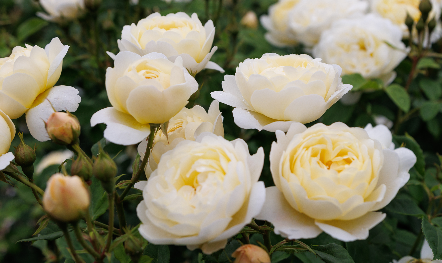 David Austin Roses - Bare root roses, Container roses, English Roses