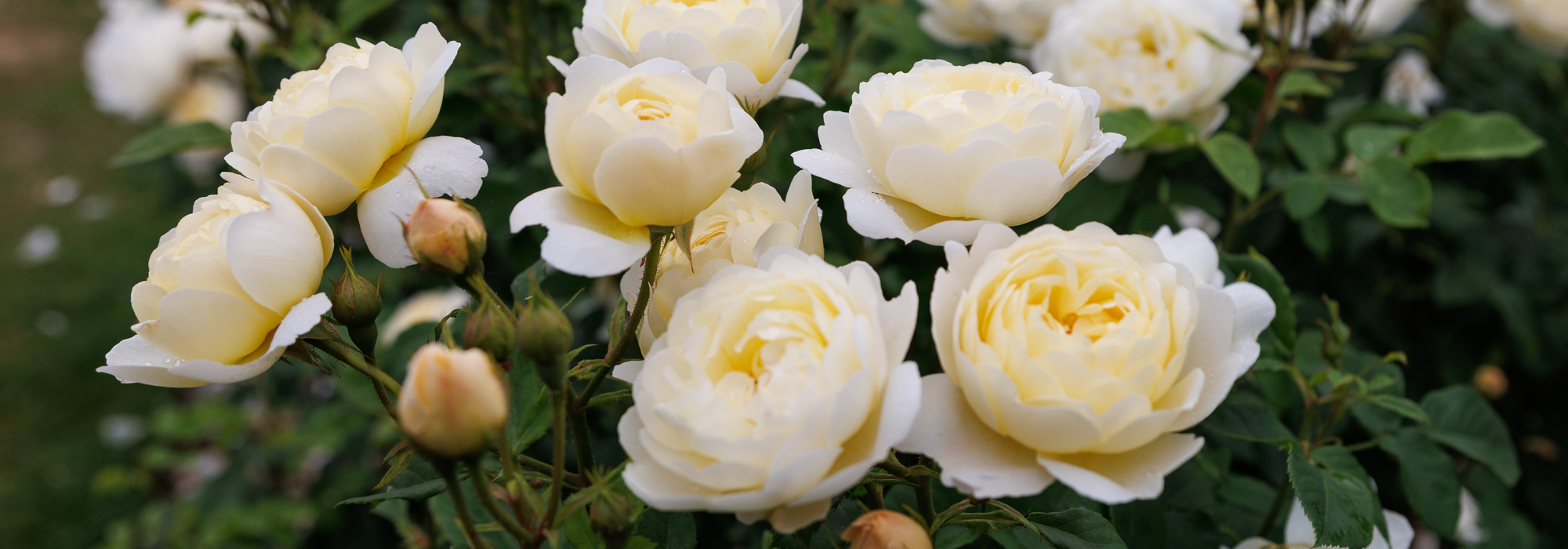 David Austin Roses - Bare root roses, Container roses, English Roses
