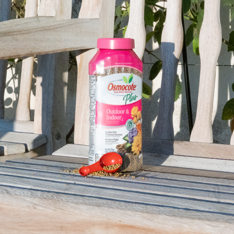 How to Spot Downy Mildew and Blackspot on Roses | David Austin