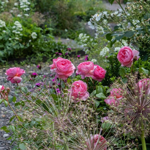 Penelope Lively (Ausb18a15): A Rose for a Storyteller | David Austin