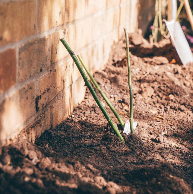 Planting Bare Root Climbing and Rambler Roses | David Austin